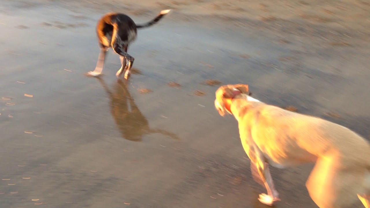 Lurcher run on Crimdon Beach - YouTube