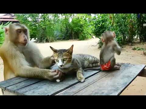 Monkey vs cat funny video Amir funny 