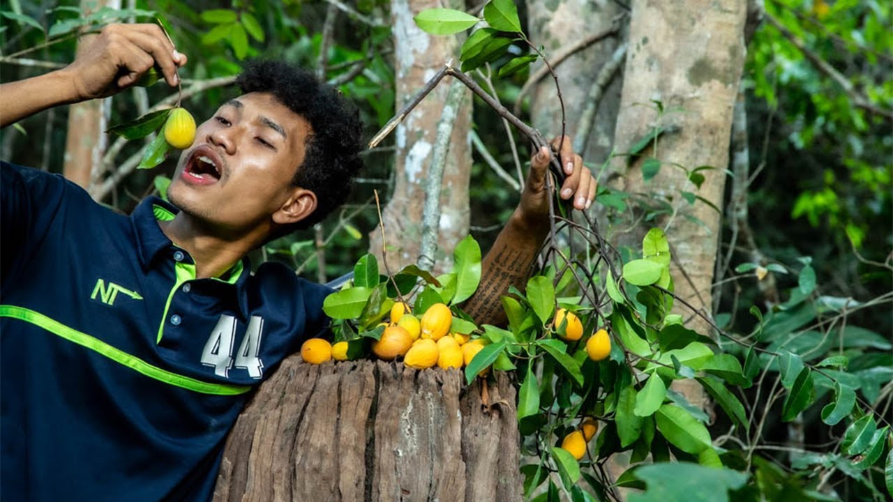 Find And Collect Wild Mango Stine And Other Wild Fruit ( គុយ ) In The ...