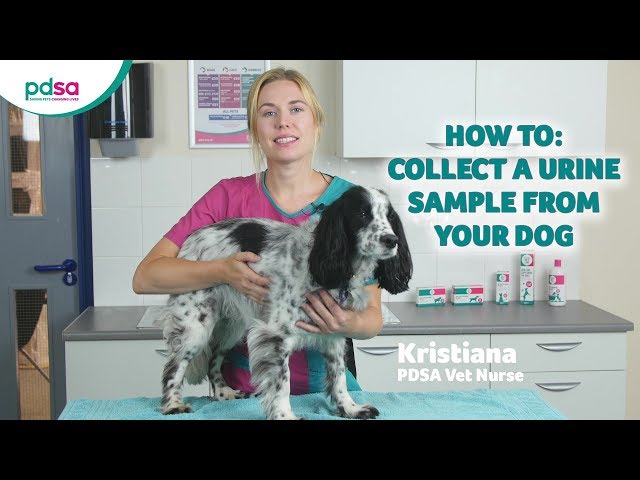 How Do You Collect A Urine Sample From A Male Dog