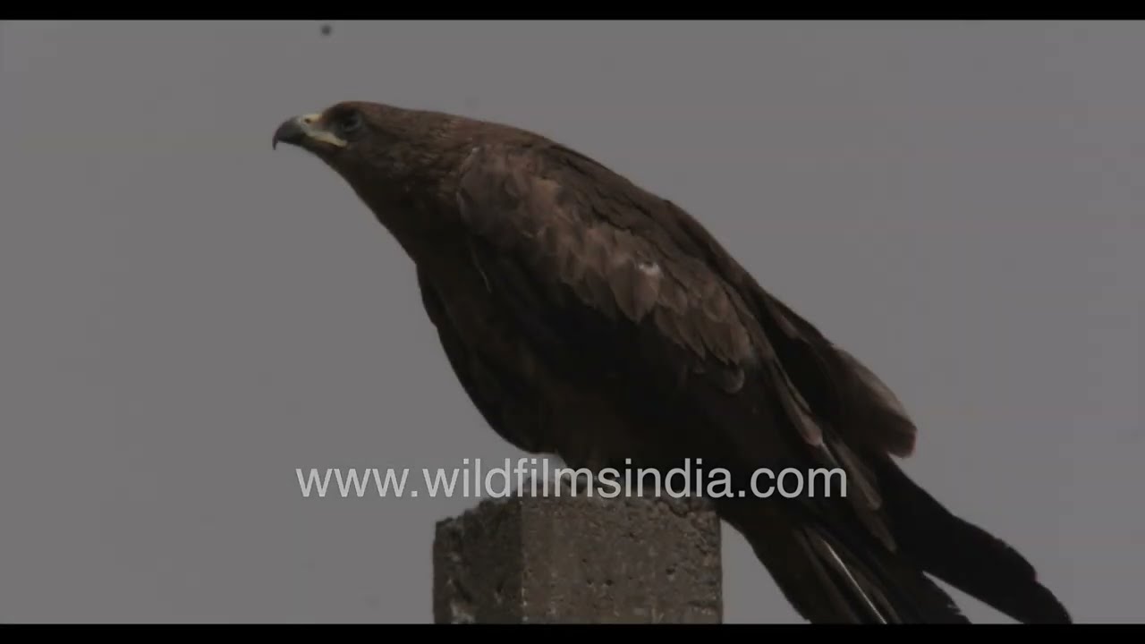 Pariah Kite is common cheel of Indian cities, Milvus migrans govinda ...