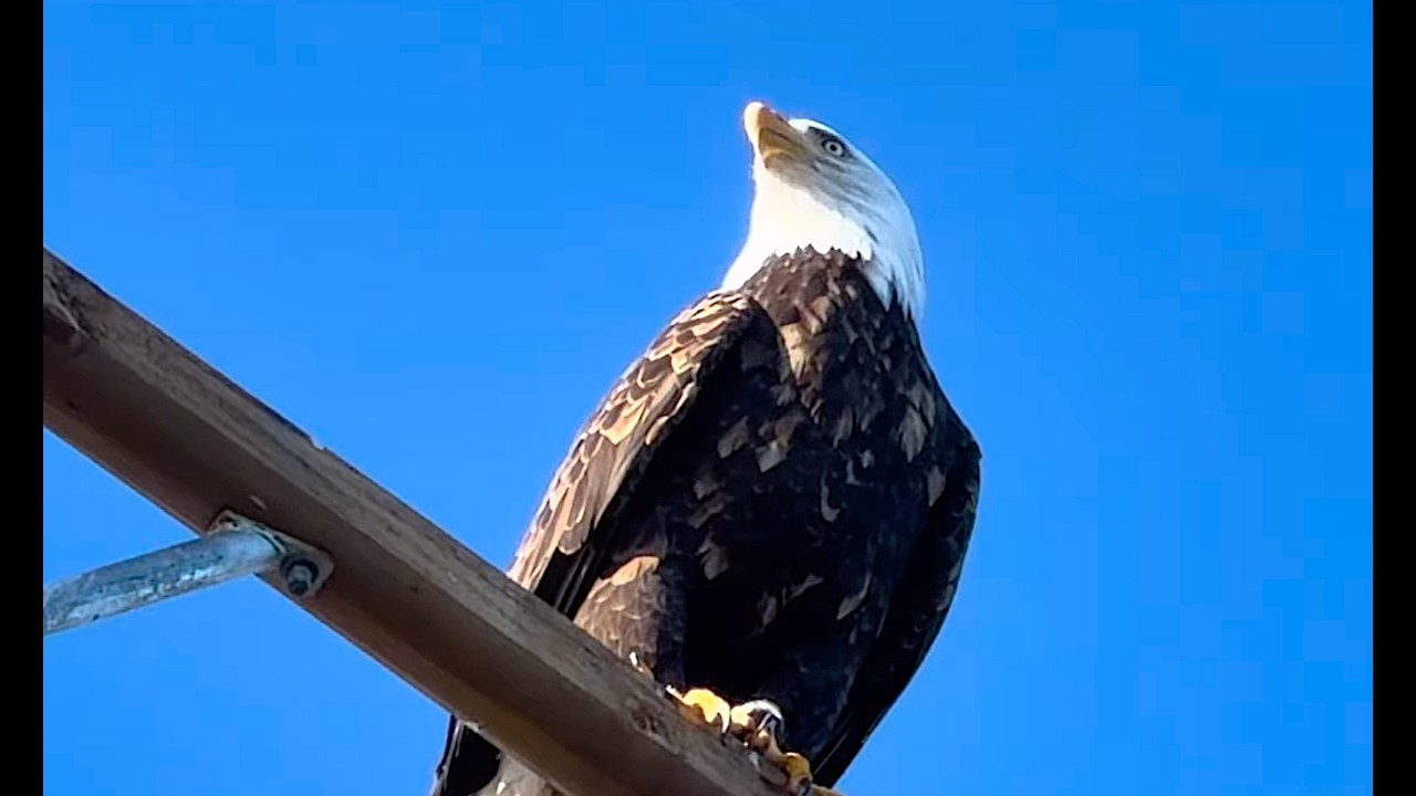 Bald Eagle, In the Wild, Bird of prey, Raptor, Sea eagle. - YouTube