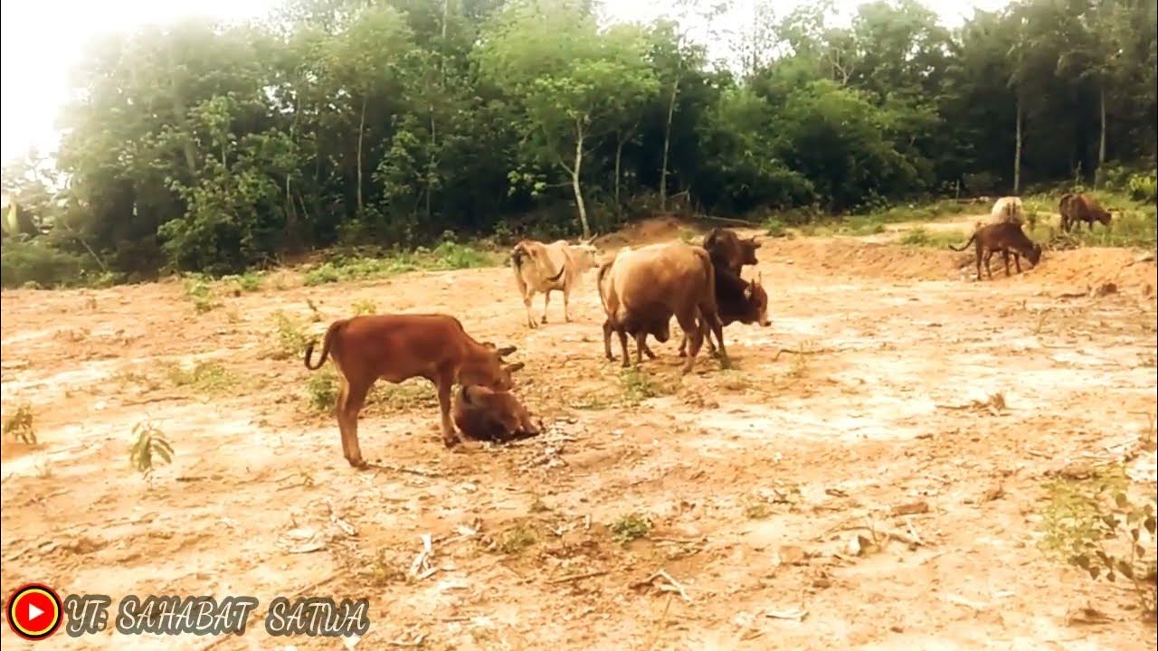 sapi-sapi jantan berebut kawin lembu betina-sapi kawin, ternak sapi - YouTube