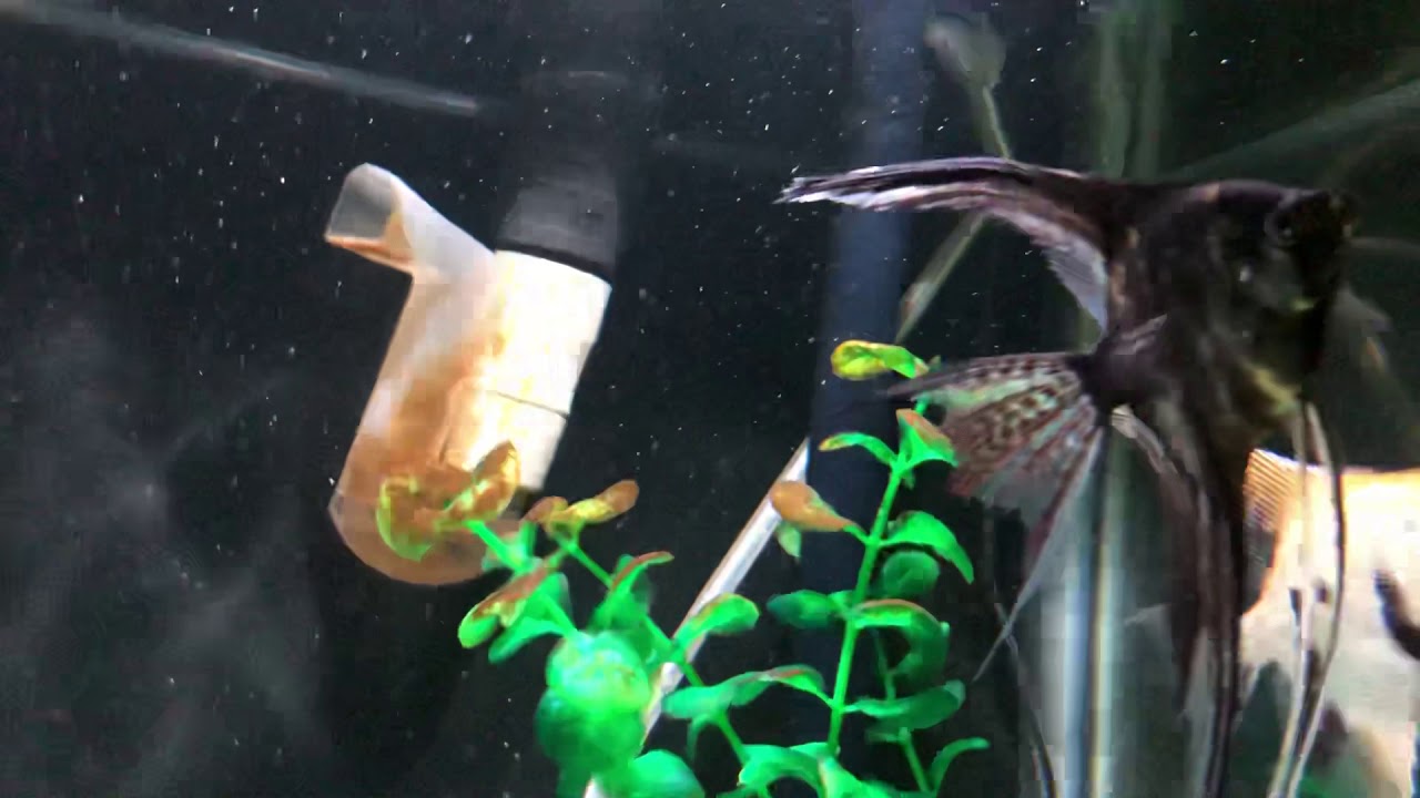 45 gallon fish tank - YouTube
