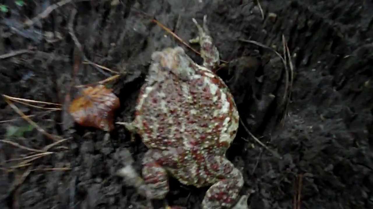 1000m 깊은 산속에서 발견한 귀엽고 통통한 두꺼비 ,TOAD , Jeonju. KOREA . - YouTube