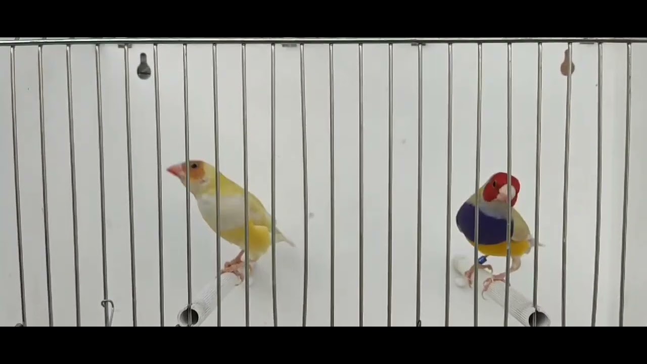 lutino gouldian pair - YouTube