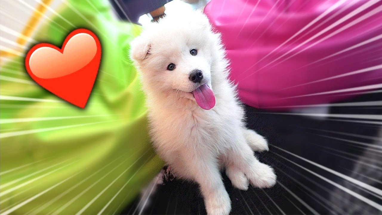 O MEU NOVO AMIGO !! ( VIDEO FOFO ) - YouTube