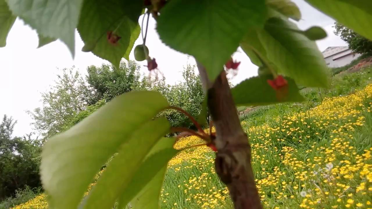 Formarea coroanei la pomi fructiferi tineri. - YouTube