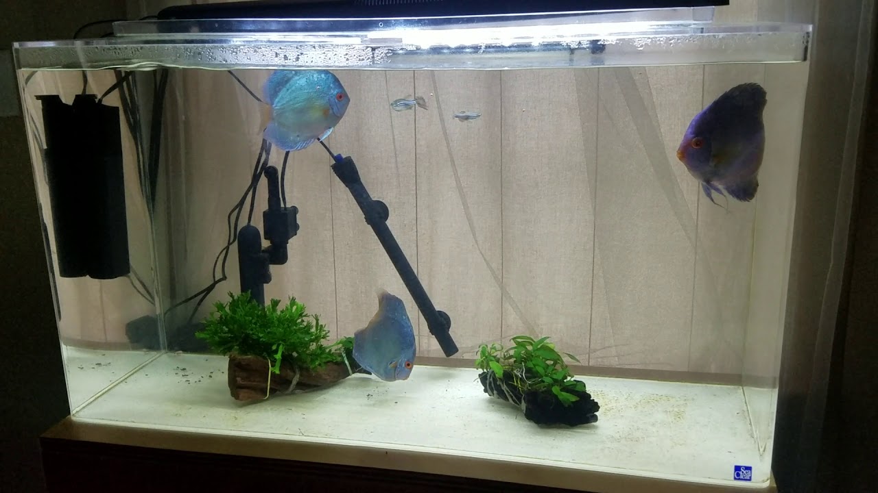 Discus fish setup for sale - YouTube