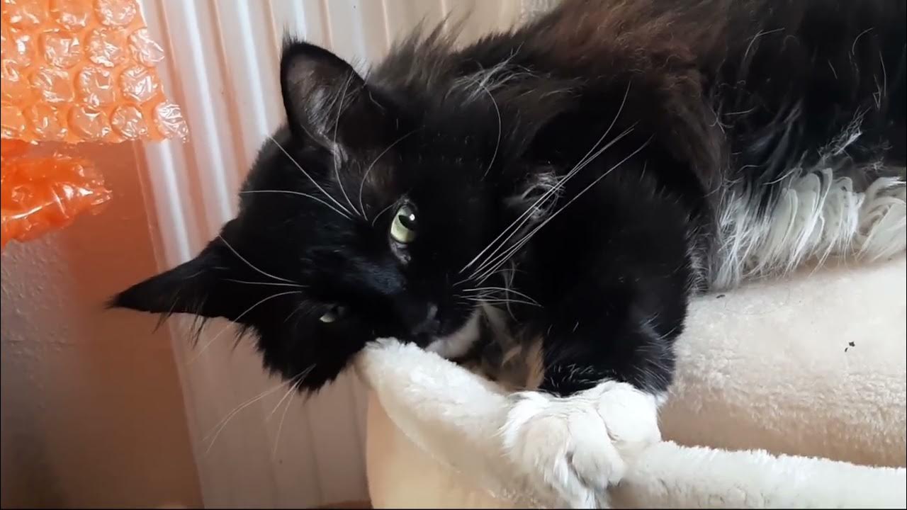 Catnip makes me sleepy - Mr. Darcy, tuxedo cat - YouTube