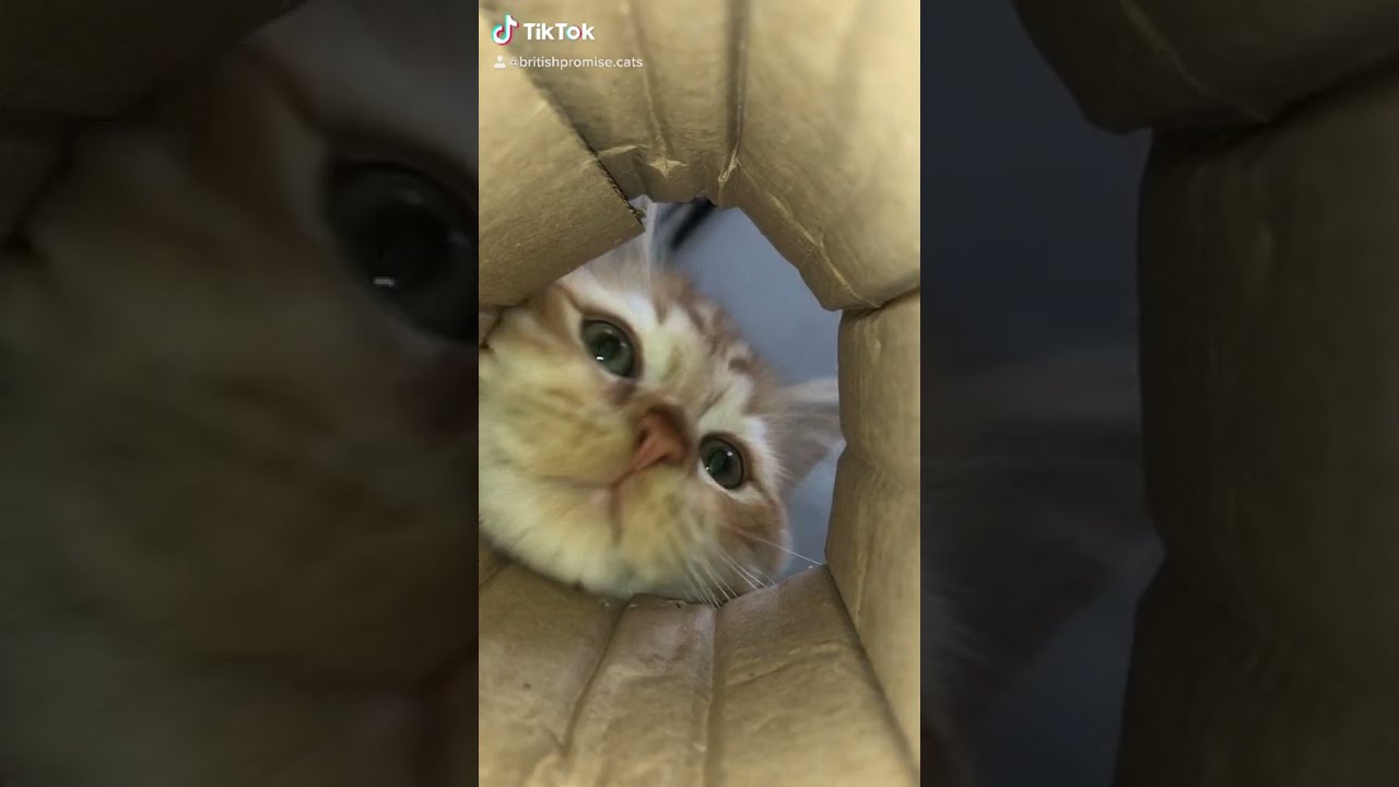 CAT GRABBING FOR THE CAMERA! #shorts - YouTube