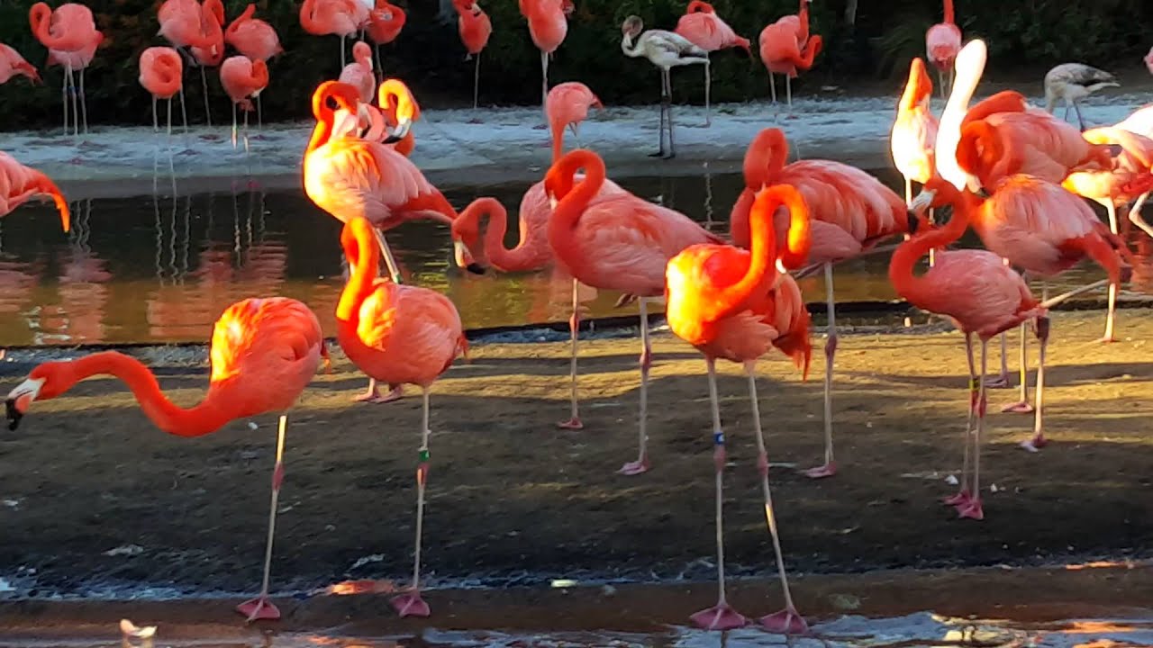Seaworld San Diego Flamingos - YouTube