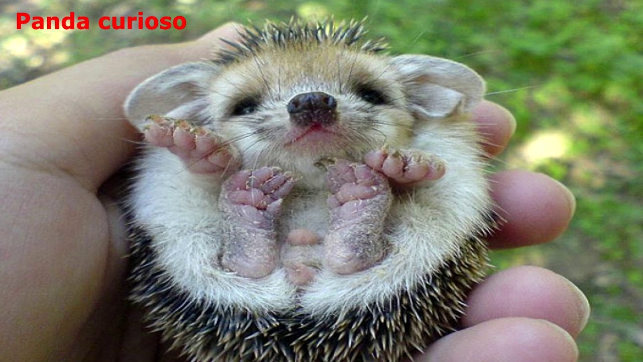 15 animales Bebes Mas Tiernos Del Mundo | Parte 1 - YouTube