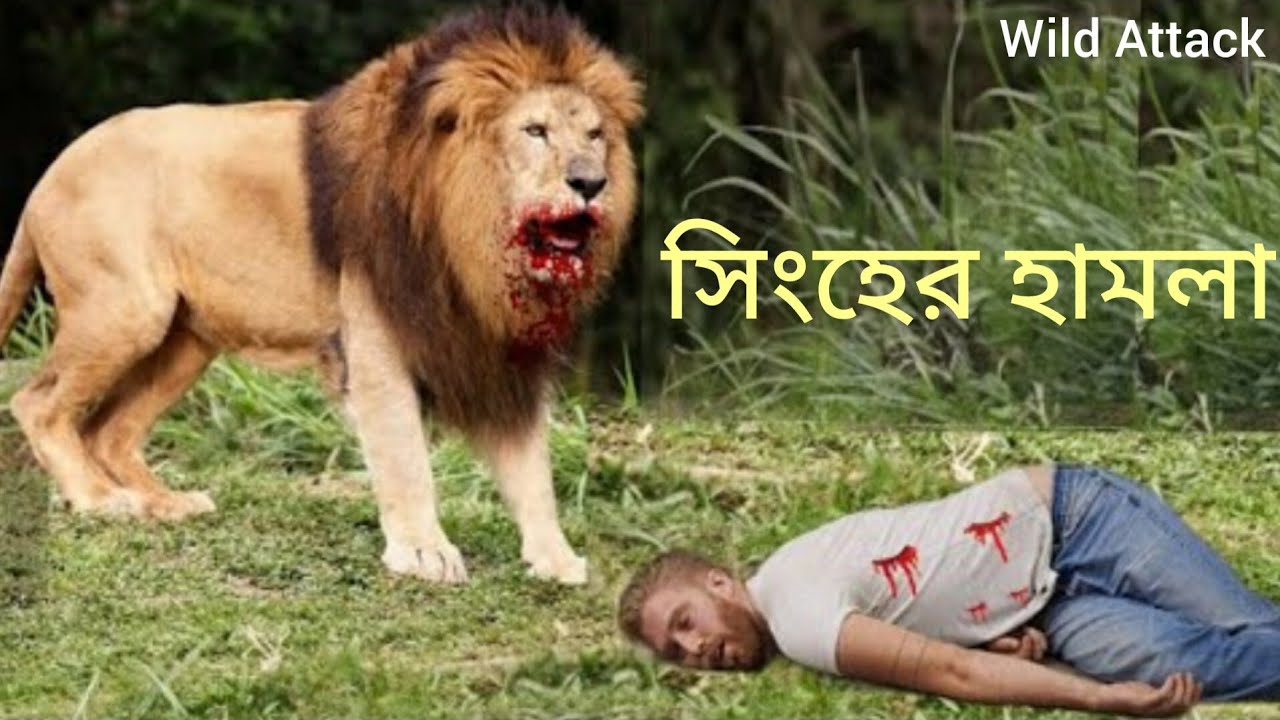Lion Attack Man in Forest | Lion Attack wild Fighter| Lion Attack ...