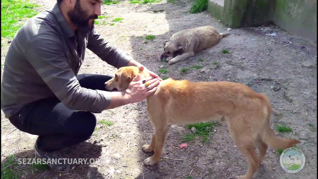 Update on a rescued stray dog that was strangled with a rope on his ...