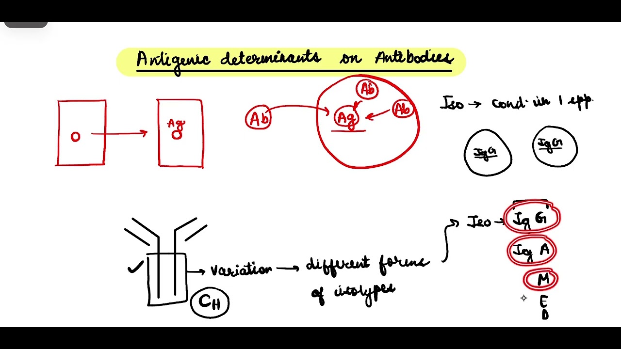Antigenic determinants of Immunoglobulins Isotype, Allotype and ...