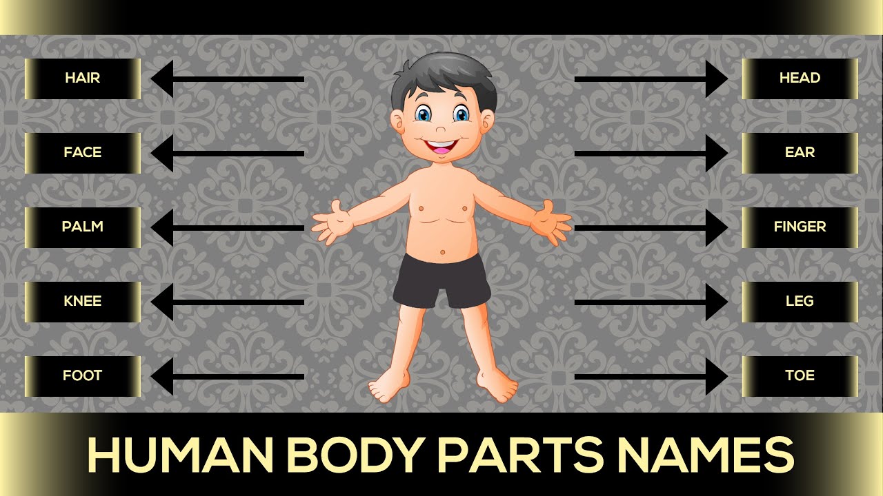 Human body parts names for kids | Learn body parts names with pictures ...