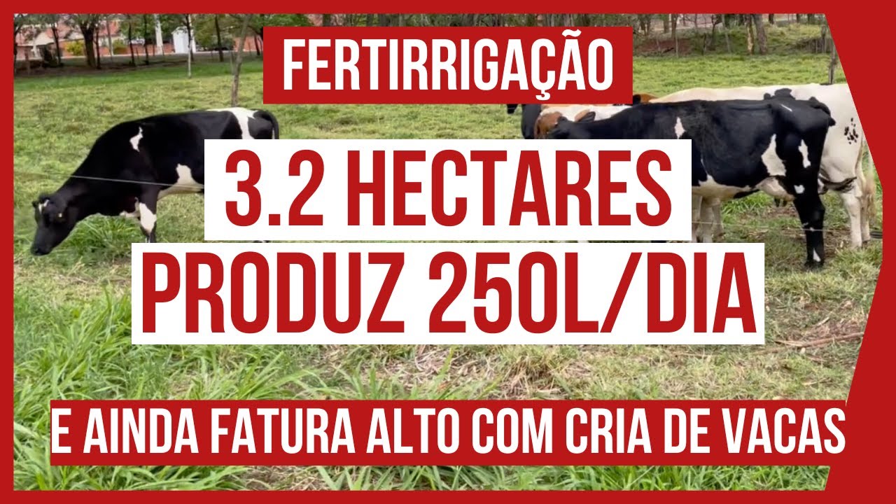 Pequena propriedade de 3.2 hectares produz 250 litros de leite por dia ...