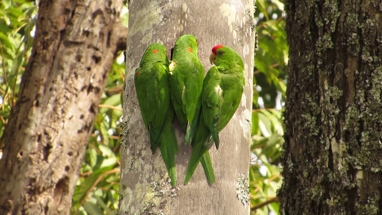 Scarlet-fronted Parakeet - Psittacara wagleri - YouTube