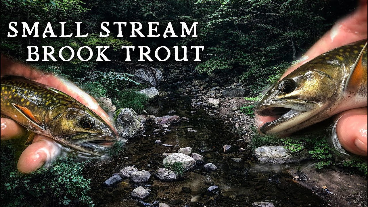 Brookie Fly Fishing on Small New England Stream (West Branch Salmon ...