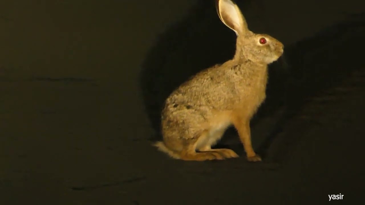 Most commonly sighted animal on night drives INDIAN HARE - YouTube