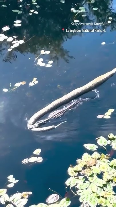 Alligator swimming with large Burmese python in Everglades National ...