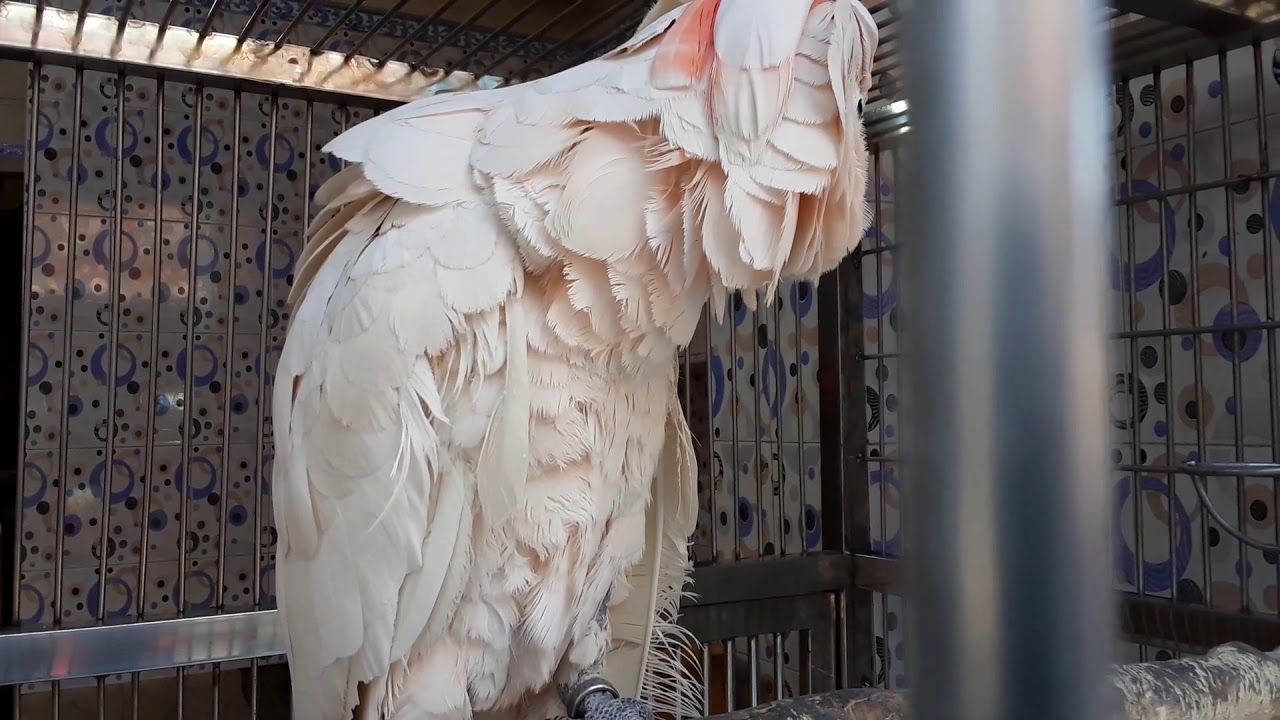 white kakadu parrot hd video 2020 - YouTube