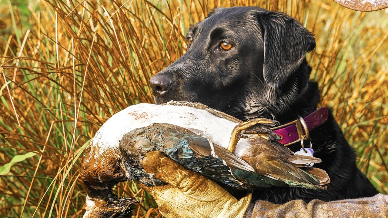Early Season Waterfowl Cinematic - Motivation (Duck and Goose Hunting ...