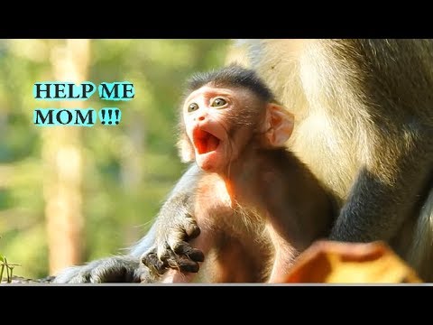 This is Real Break my Heart | Little Baby Dustin Crying tantrums Lose ...