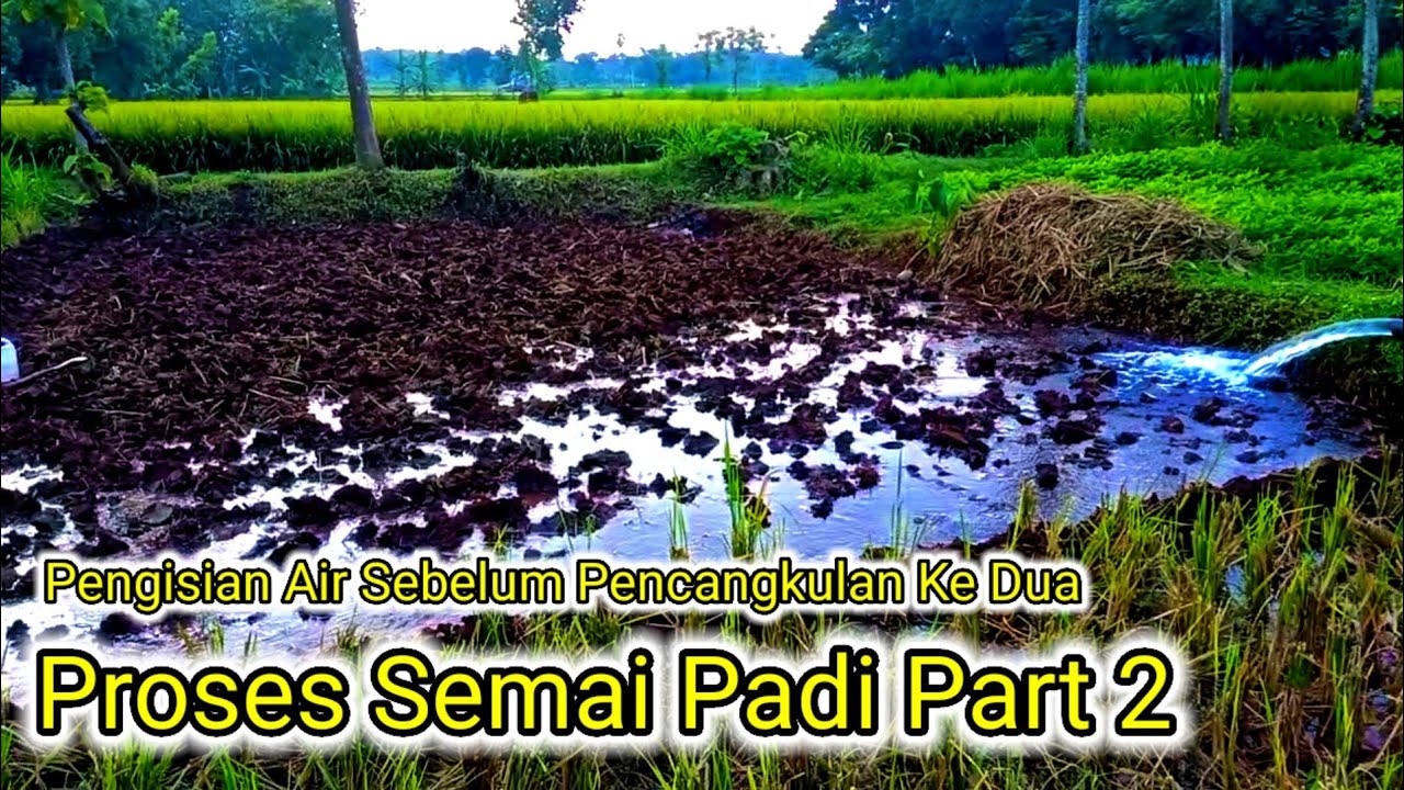 Proses Semai Padi Part 2 Perendaman Air Supaya Tanah Gembur - YouTube