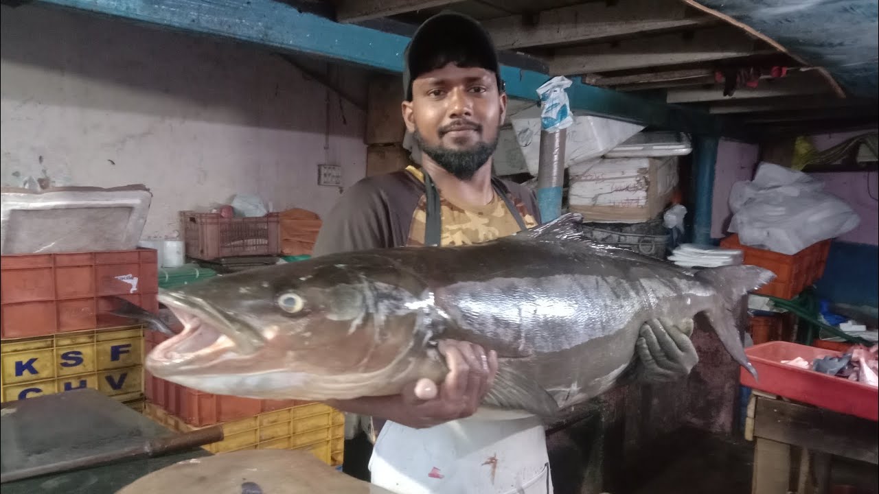 💥💥MANGALORE MELUGU 35.KG CUTTING CURRY CUT PIECES VIDEO 🔪🔪 - YouTube