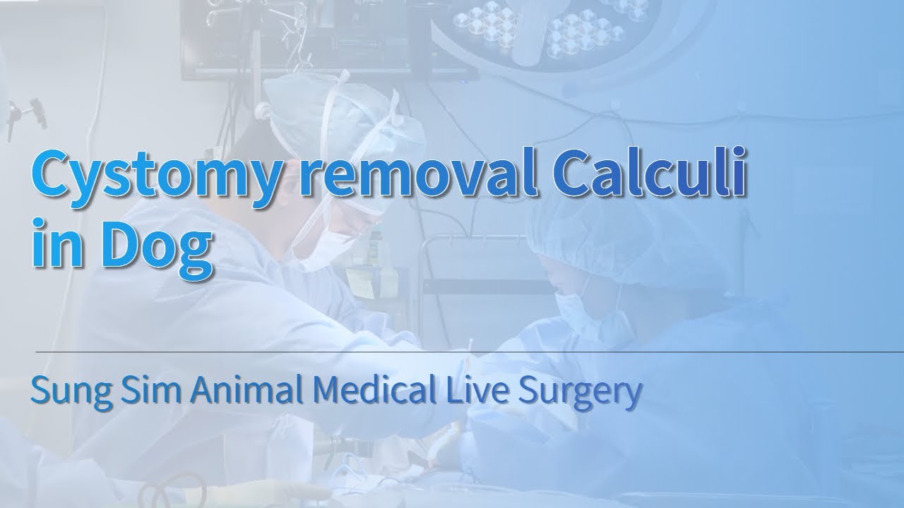 (Warining) Cystomy removal Calculi in Dog Sung Sim Animal Medical Live ...