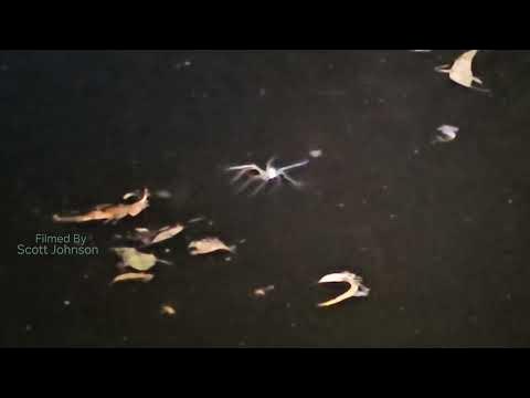 Australian Spider Swimming , Megadolomedes (Giant fishing spiders ...