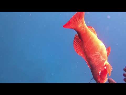 Spearing green jobfish - YouTube