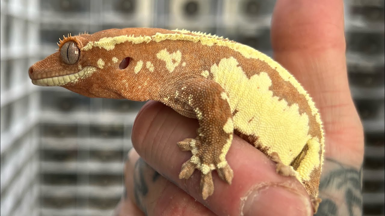 Holy Red Frappuccino Crested Gecko! - Bing Bong! - YouTube