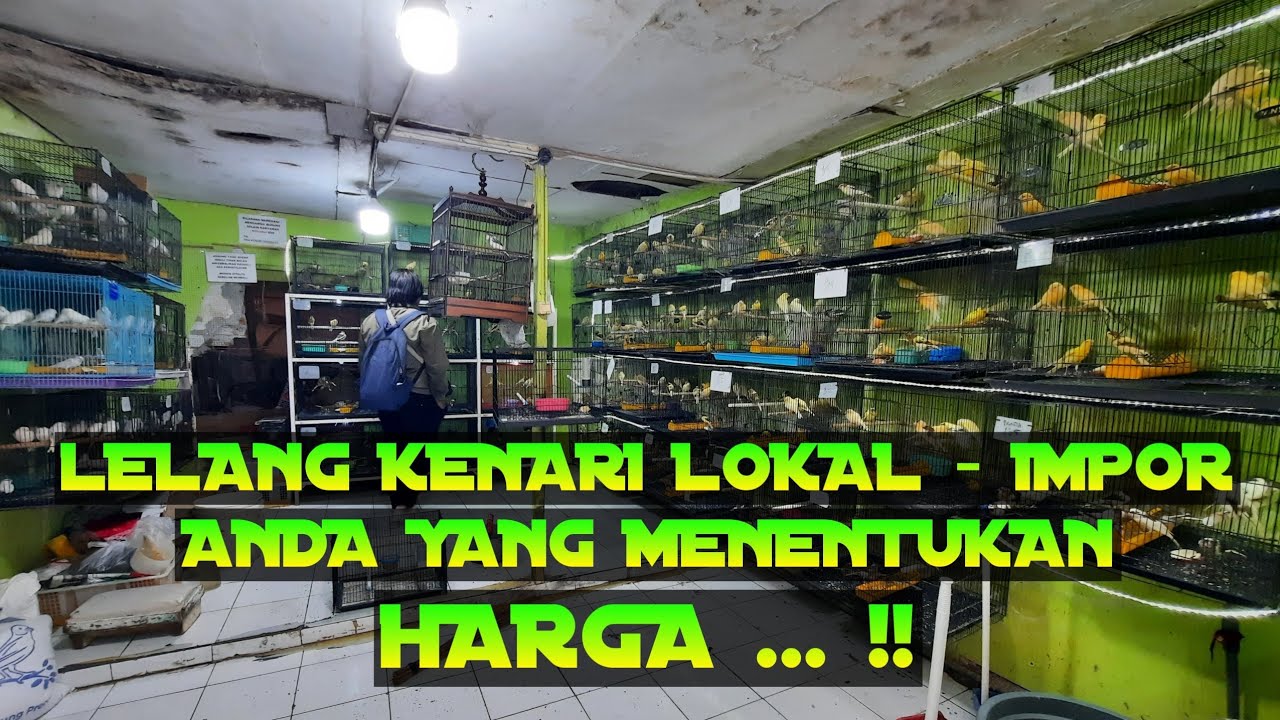 LELANG KENARI MALJUM || FULL STOK || FULL GIVEWAY - YouTube