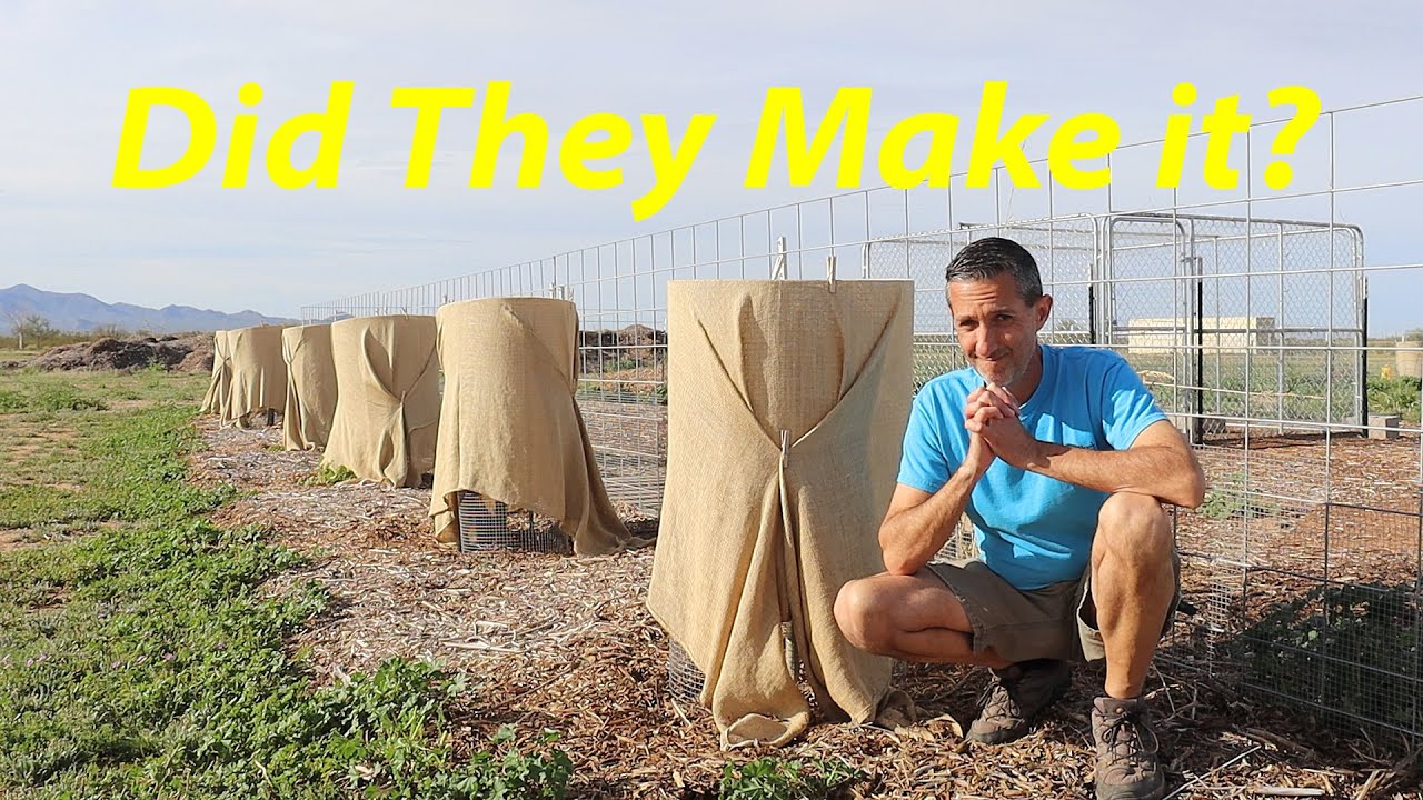 Did We Kill Our Moringa Again? | Protecting Moringa Trees From Frost ...
