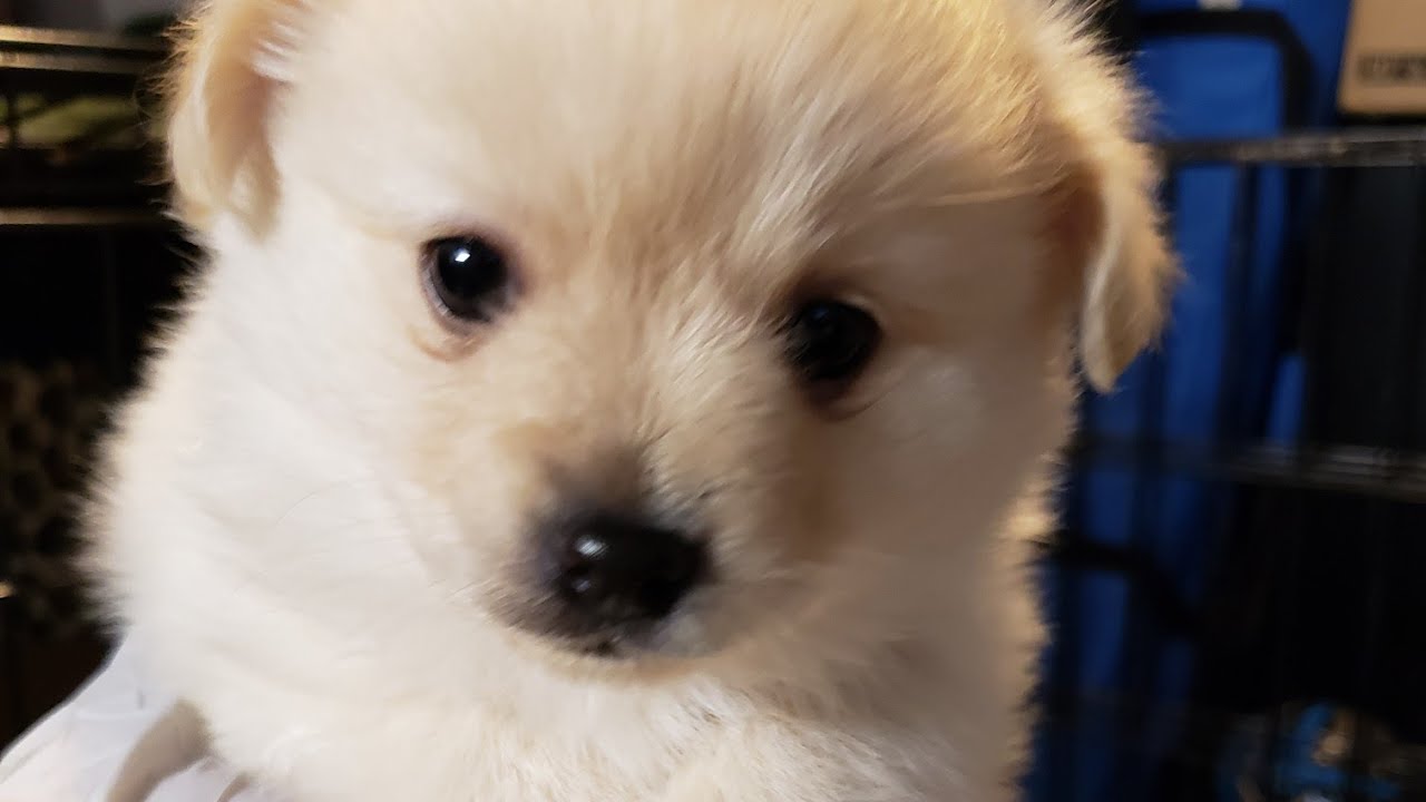 Here is Nala and her puppies now they are 1 1/2 months . - YouTube