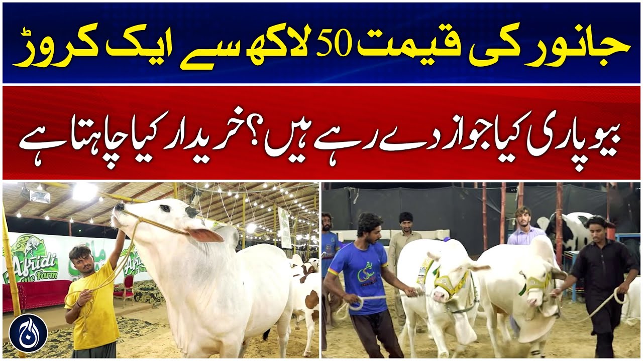 Sacrificial cattle prices at Karachi Maweshi Mandi 2024 - Aaj News ... Sacrificial cattle prices at Karachi Maweshi Mandi 2024 - Aaj News ...