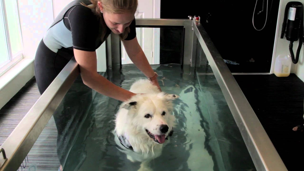 Merlin the Collie Dog: Hydrotherapy rehabilitation for muscle wastage ...