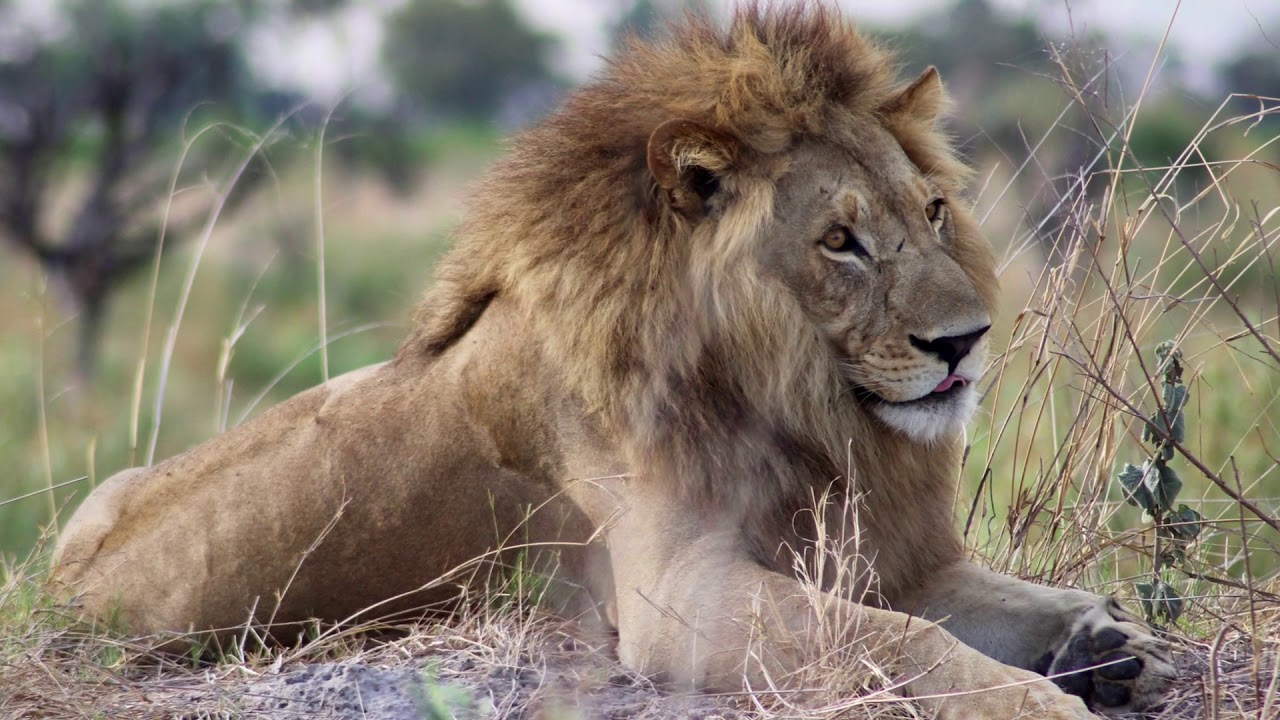 Animals of the Okavango Delta - YouTube
