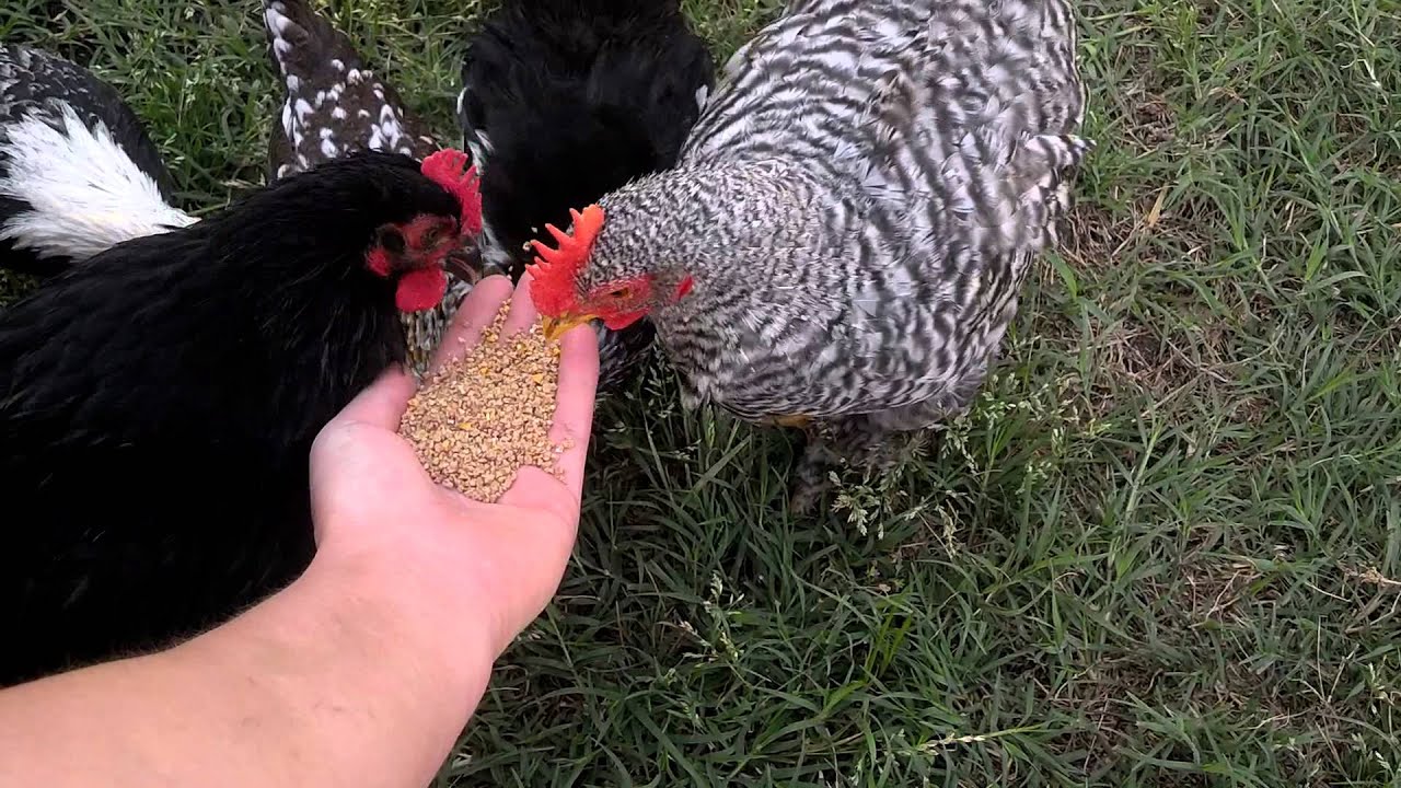 16 week old chickens eating! - YouTube