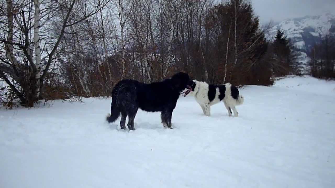 CIOBANESC DE BUCOVINA CANISA VALEA RECE - YouTube