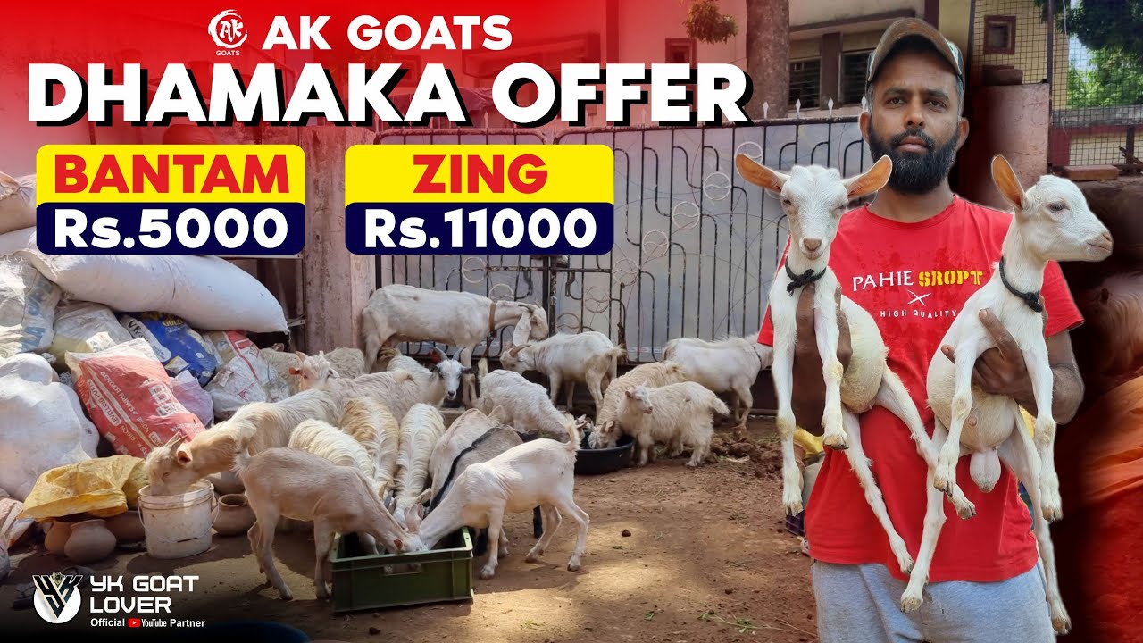 AK Goats Dhamaka Offer Palne wale Bantam & Zing Sorat Main I YK Goat ... AK Goats Dhamaka Offer Palne wale Bantam & Zing Sorat Main I YK Goat ...