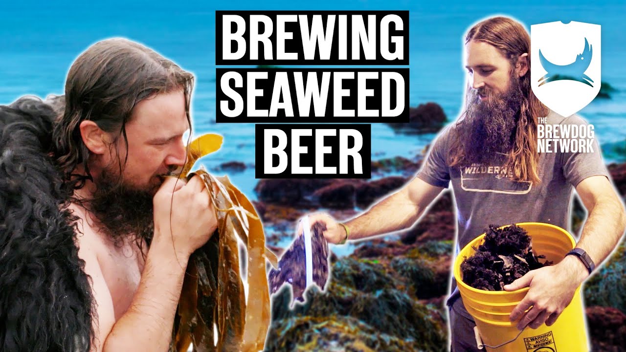 How to Brew Beer with... Seaweed | Into the Wilderness - YouTube