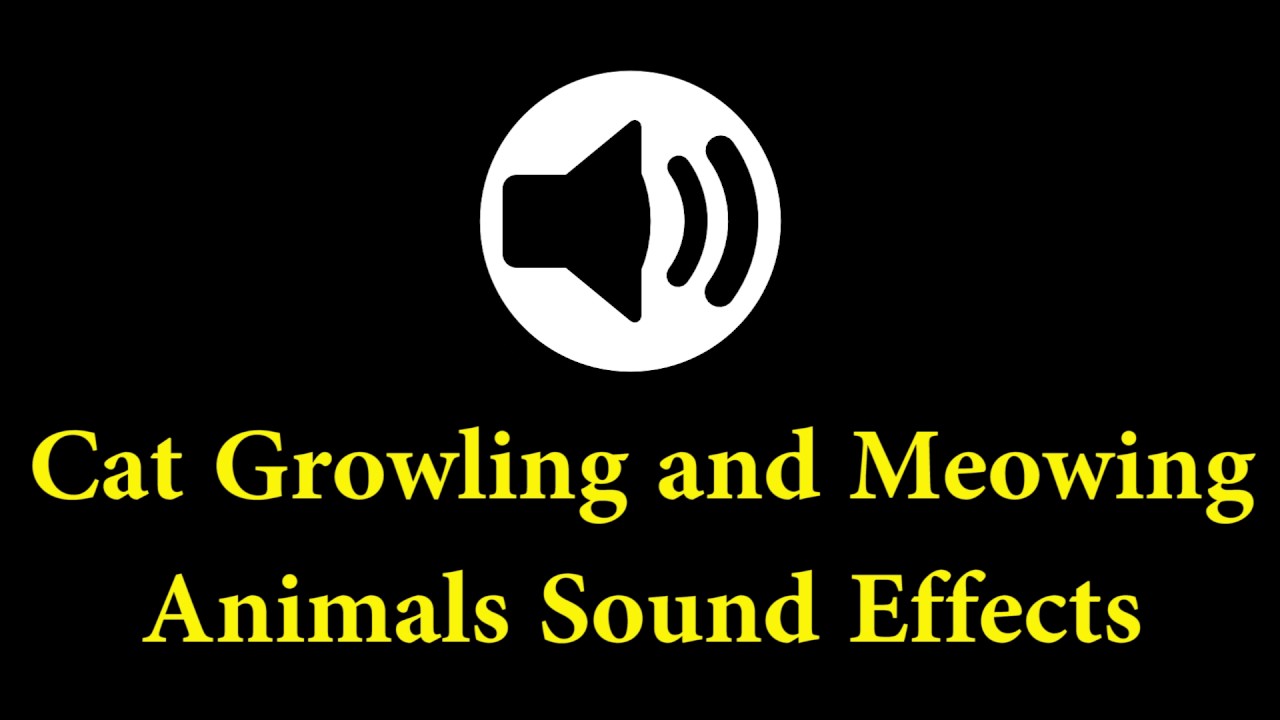 Animals Sound Effects - Cat Growling and Meowing - Cartoon Sound Effect ...