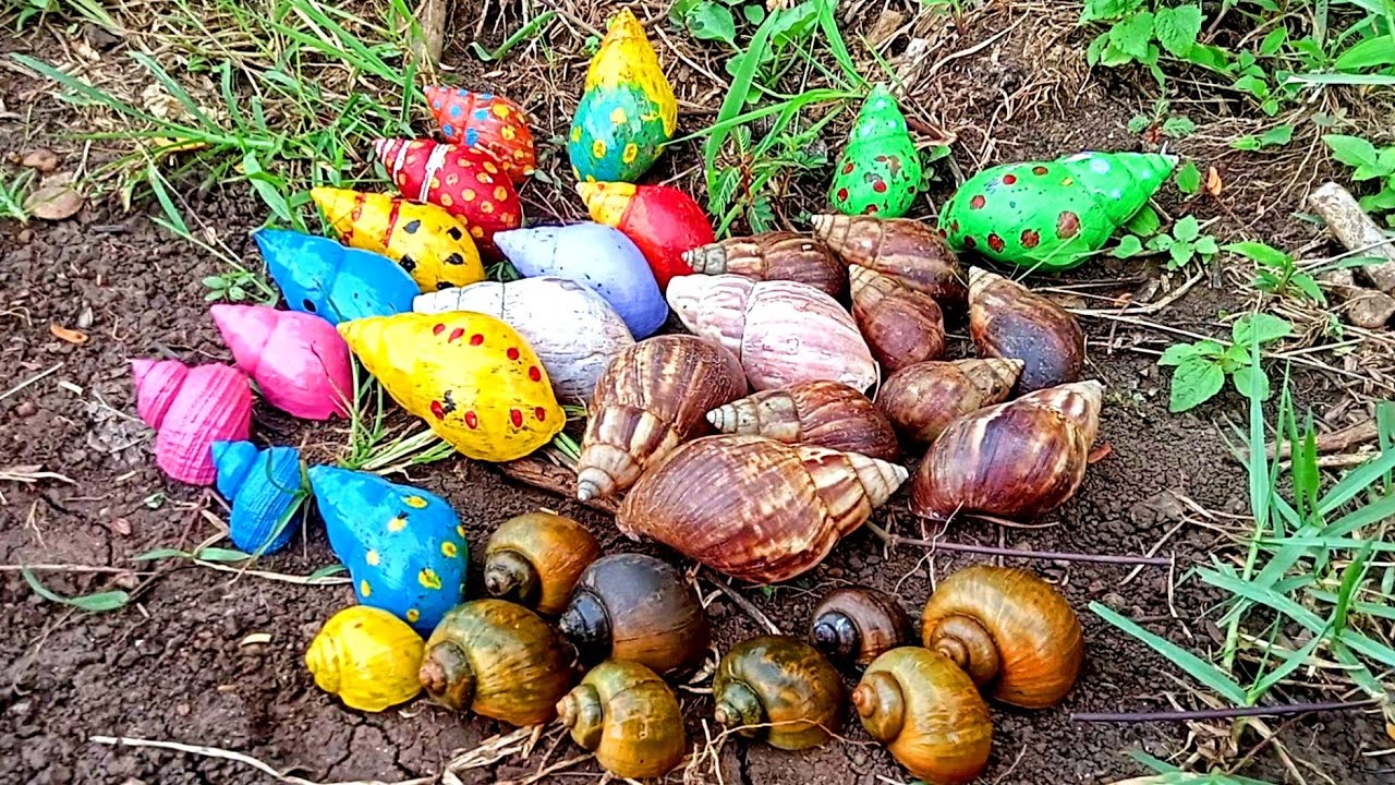MENCARI SIPUT WARNA-WARNI KEONG WARNA-WARNI BEKICOT KEONG MAS SIPUT ...