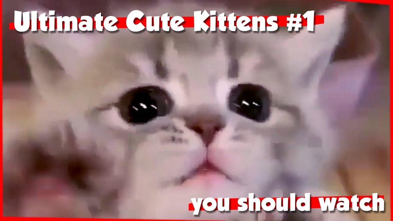 Ultimate Cute Kittens Compilation #01 | This is Cat - YouTube