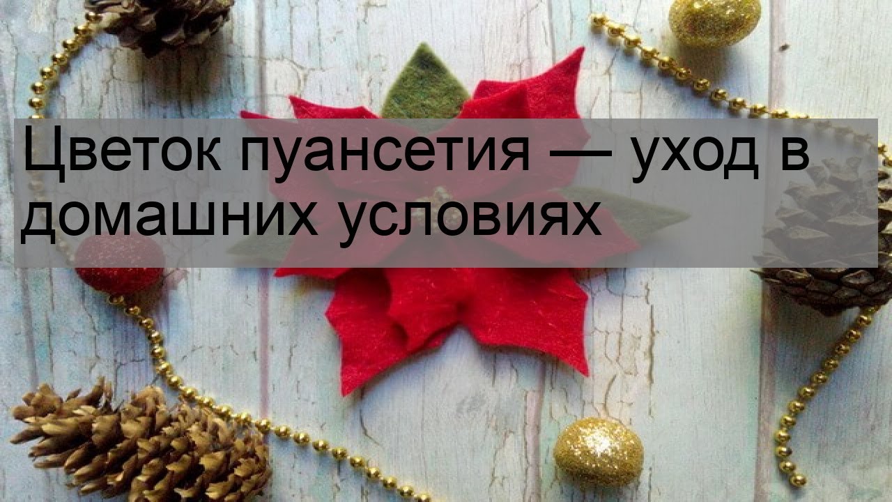 Цветок пуансетия — уход в домашних условиях Youtube
