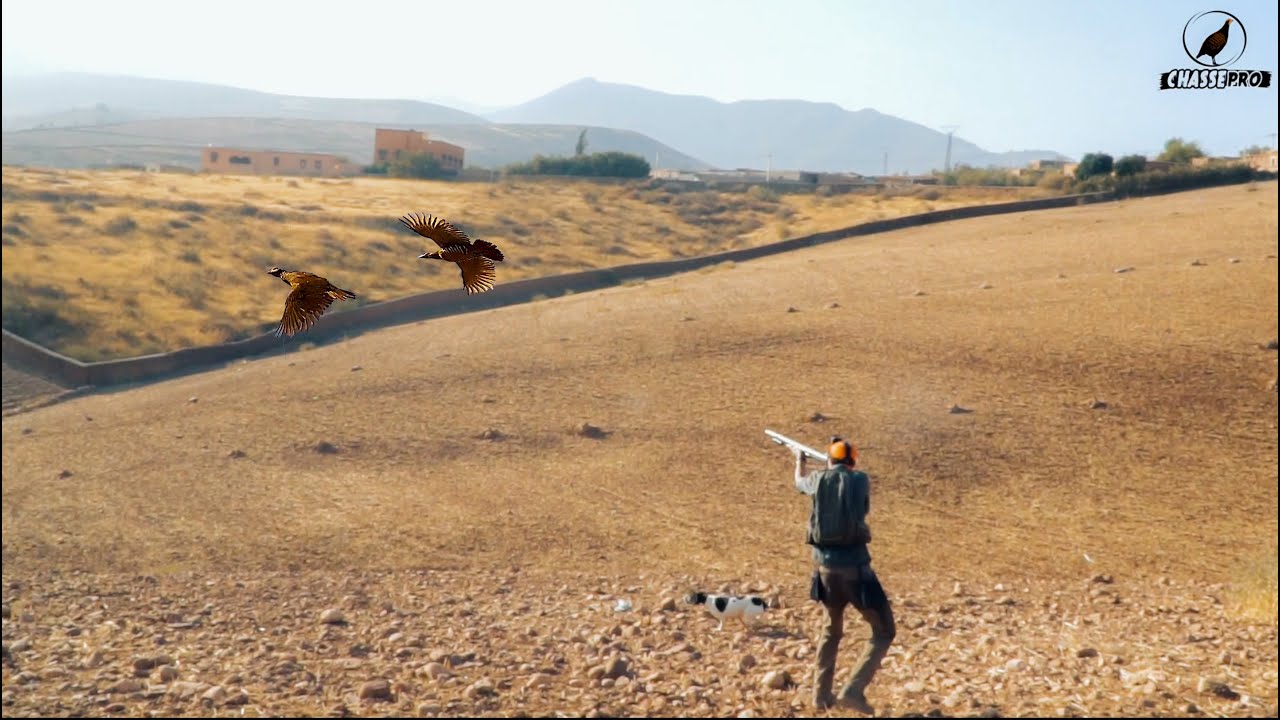 Chasse Perdrix et Lièvre Au Maroc Saison 2021/2022 ~ Partridge Hunting ...